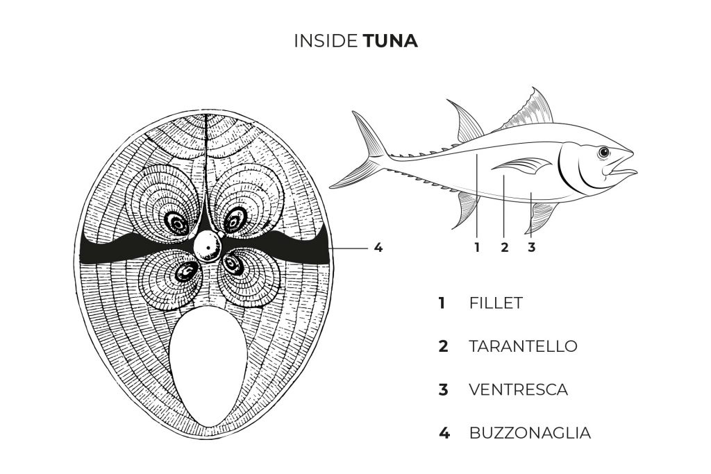 Cuts and types of tuna, learn more about this fish