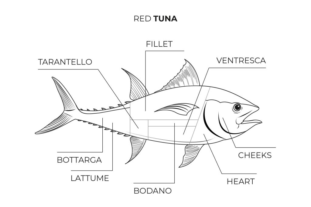 Cuts and types of tuna, learn more about this fish