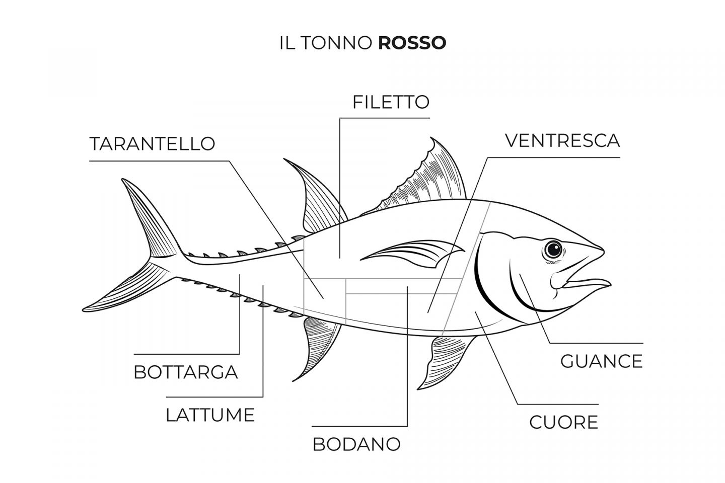 Tagli e tipi di tonno, scopri di più su questo pesce
